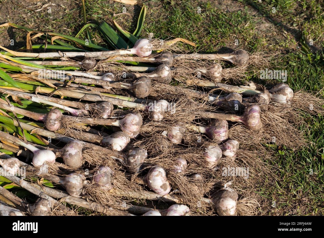 the garlic crop stacked on the territory of the field for drying the ...