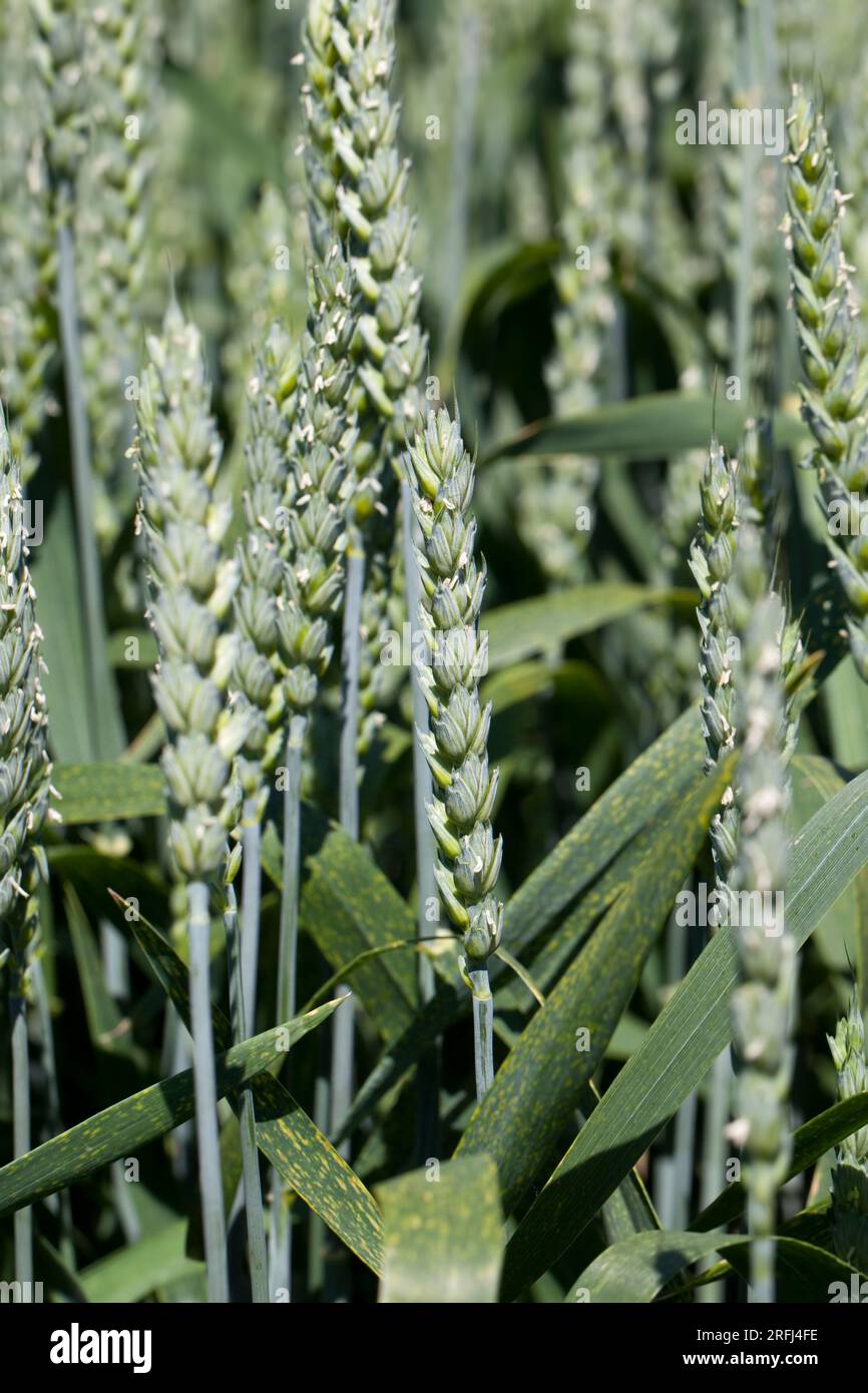 rye field with green immature plants, agricultural activity for growing ...