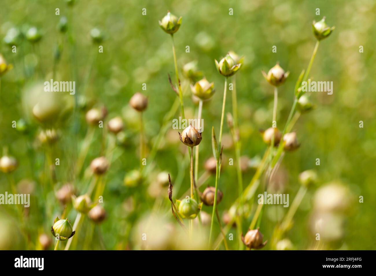 green flax ready for harvesting, an agricultural field where flax grows ...