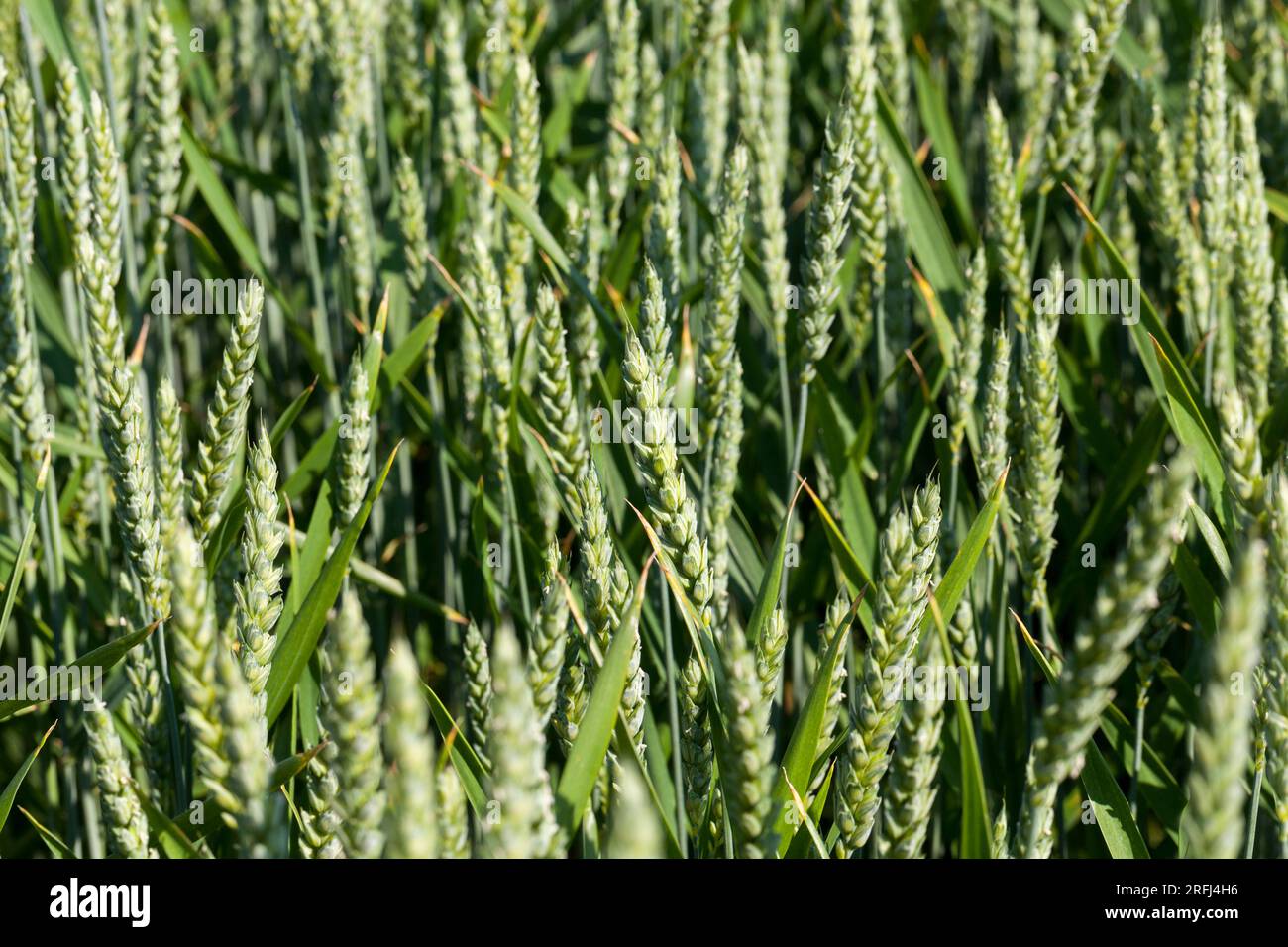 rye field with green immature plants, agricultural activity for growing ...