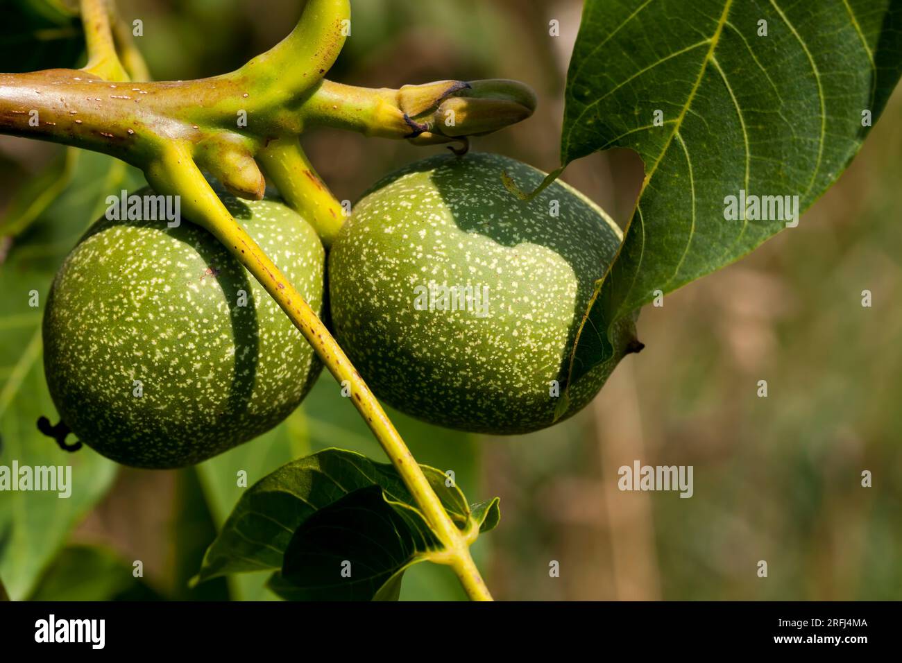 tree with green walnuts in walnut farming, green unripe walnuts in the ...