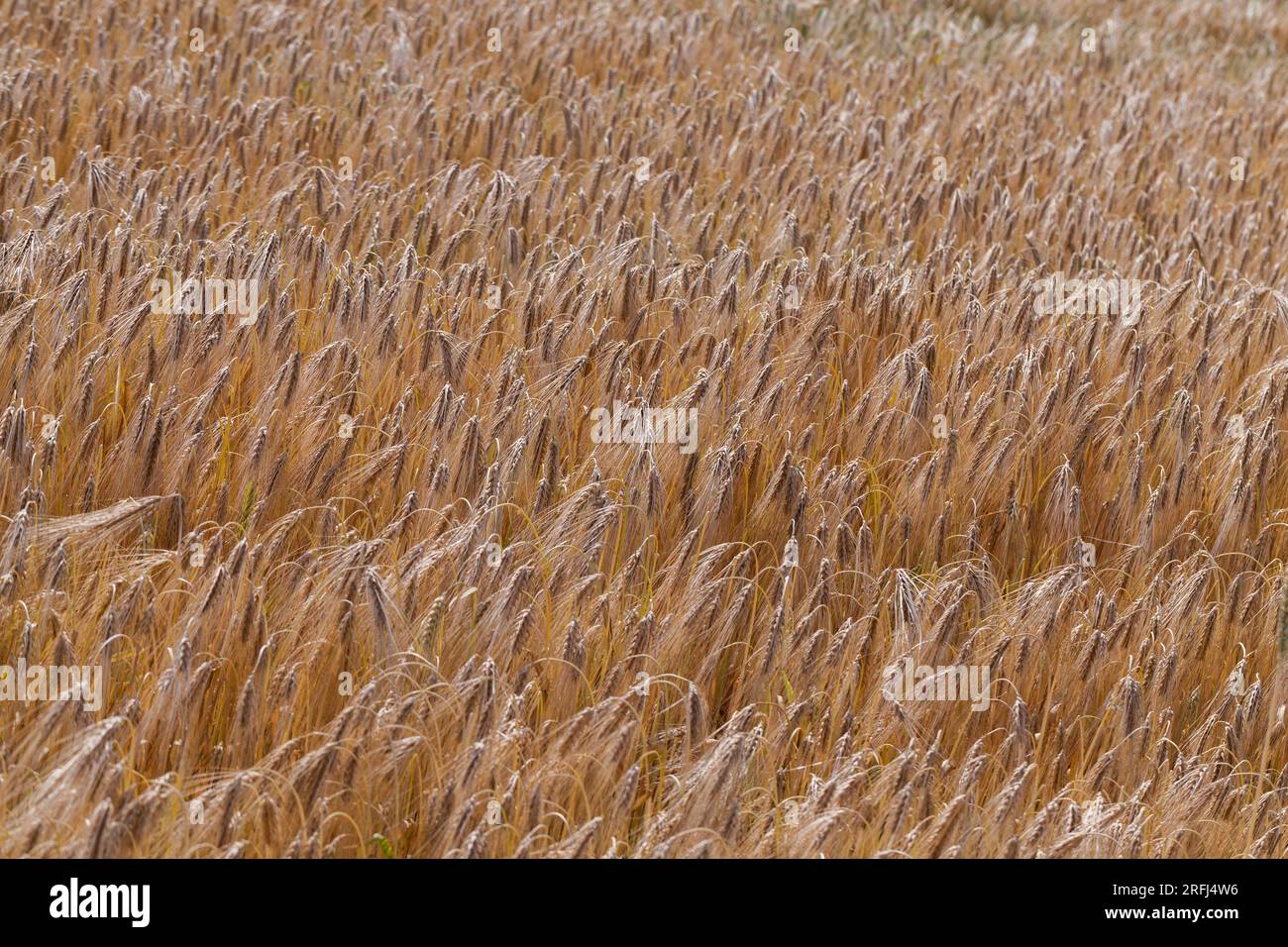 yellowed rye field about the time of maturation, the color change of ...