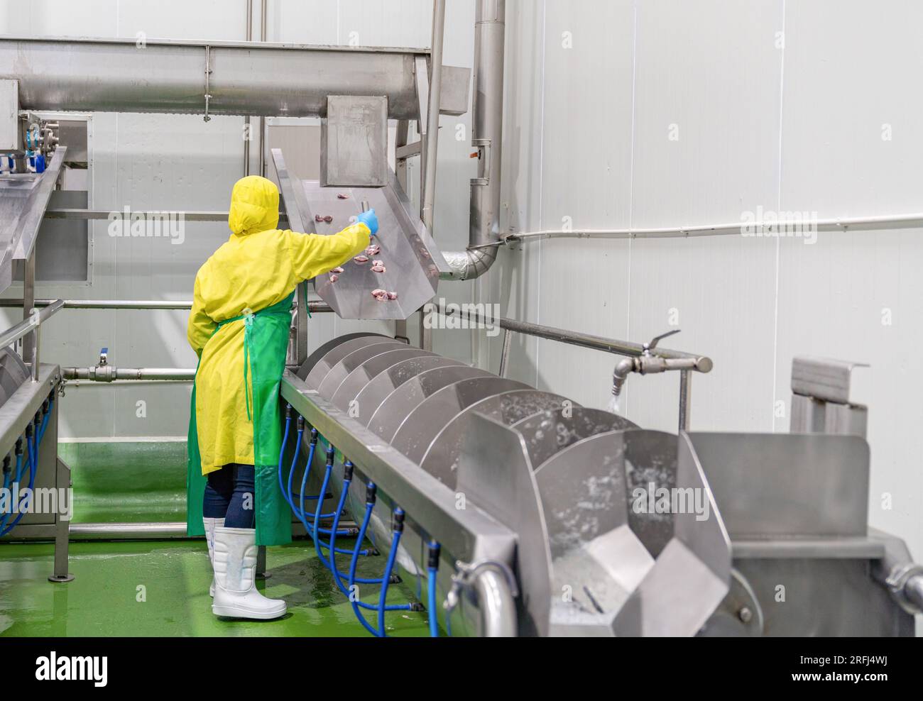 Worker rake offal to mini chiller for cool down and cleaning in ...