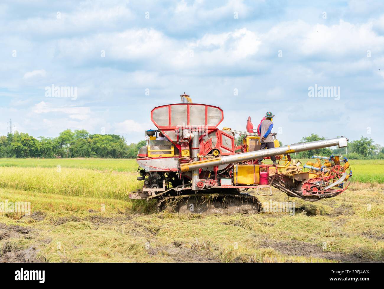 Combine harvester harvests rice in field. Modern agriculture concept ...