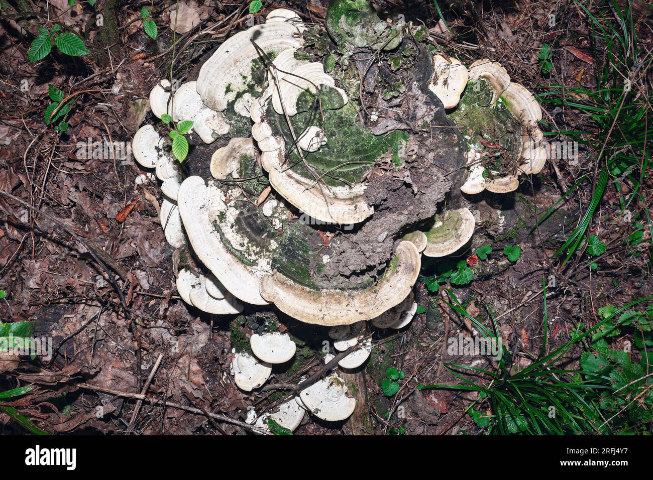 Trametes Versicolor fungus in the forest . Polyporus Versicolor ...