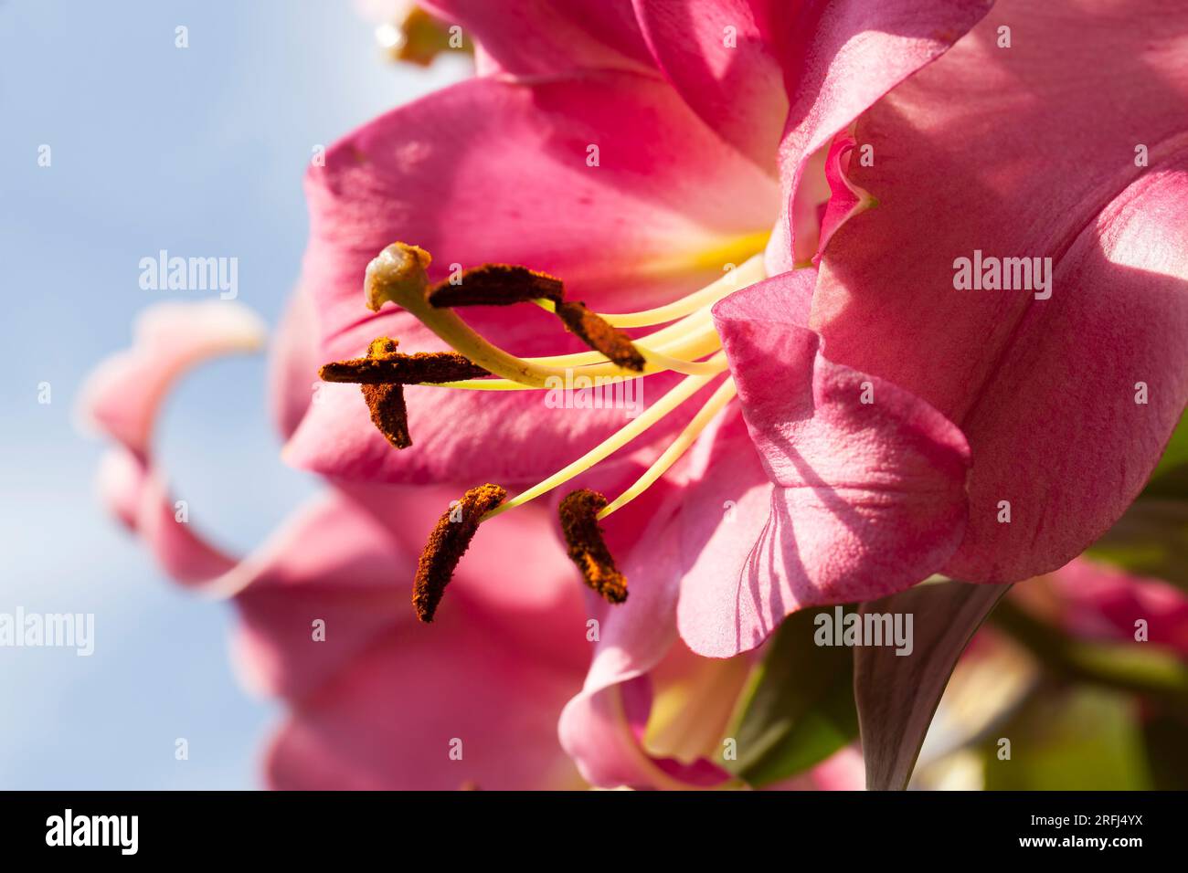 flowers in the spring season, flowers are grown for landscaping Stock ...