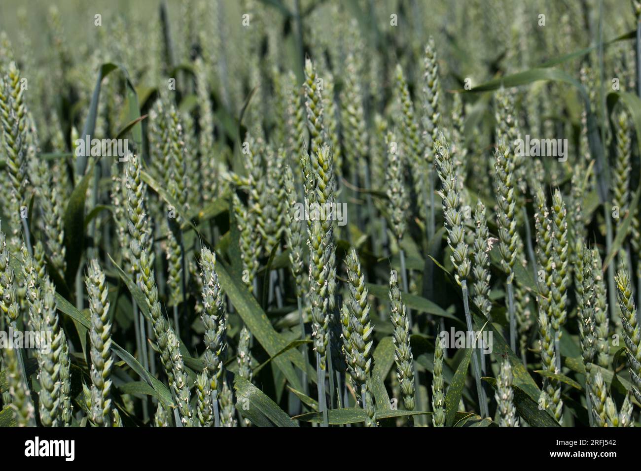 wheat field with green immature rye plants, agricultural field with ...