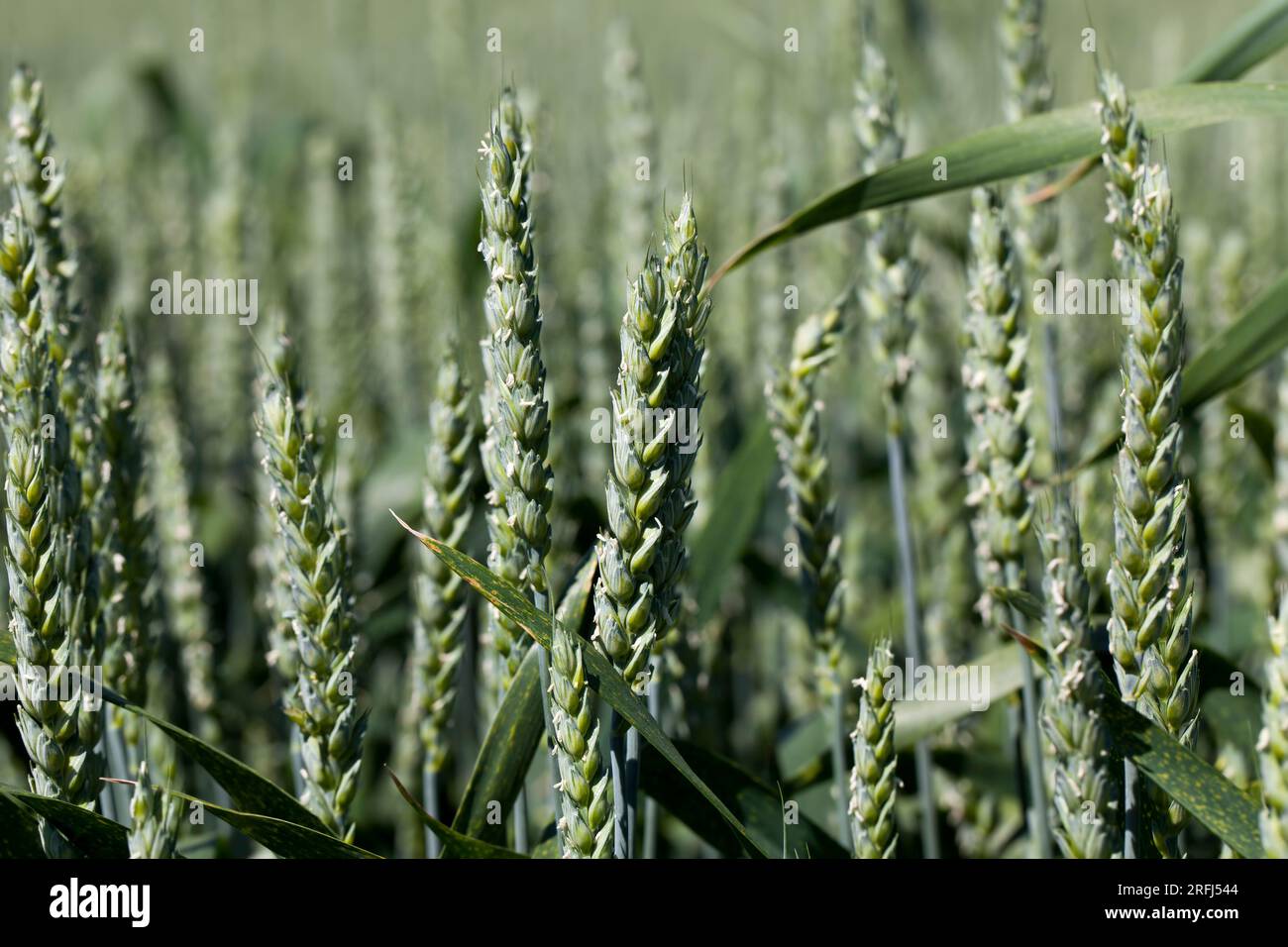rye field with green immature plants, agricultural activity for growing ...