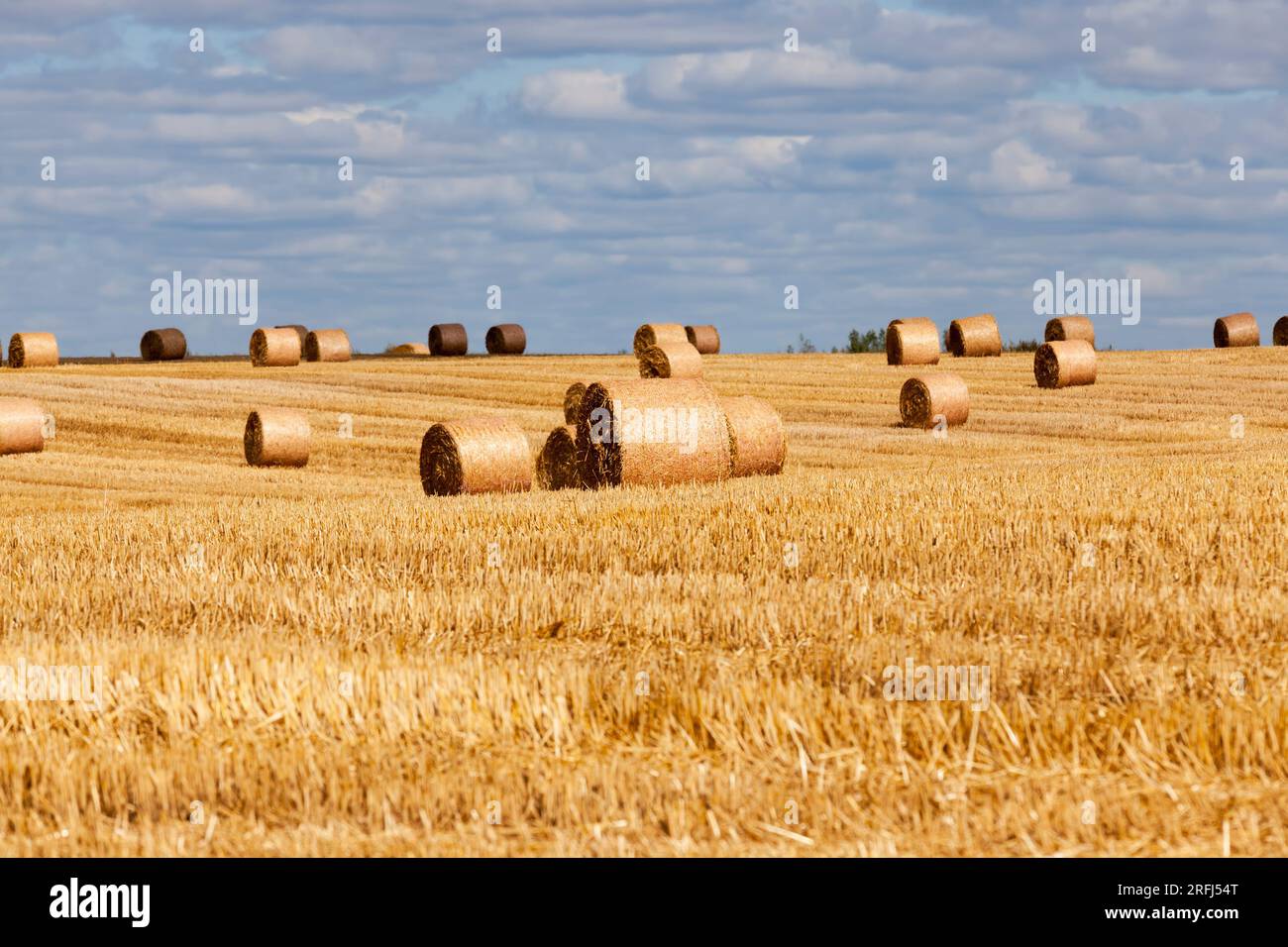 an agricultural field on which straw stacks lie after the wheat harvest ...