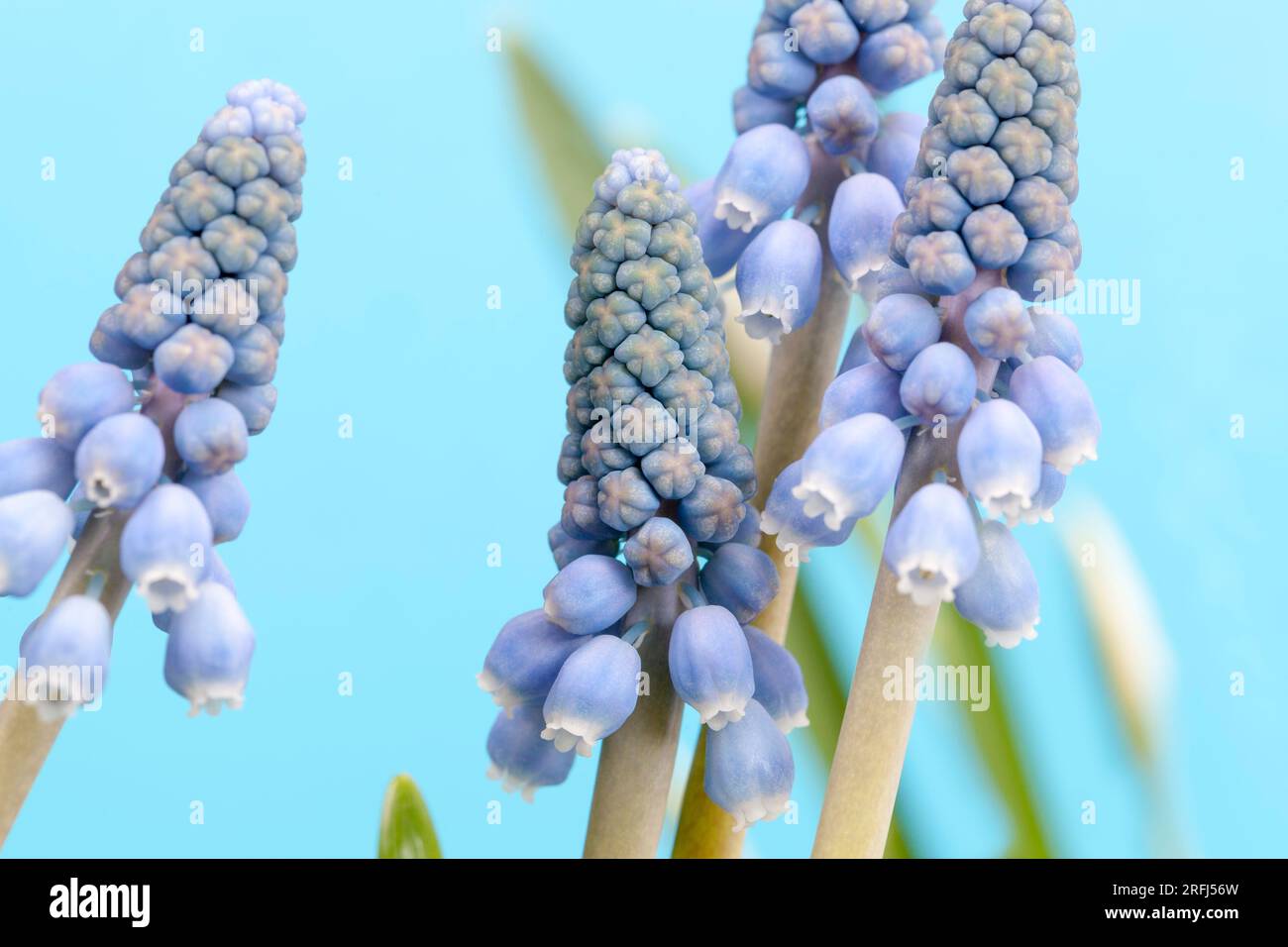 flowers with purple inflorescences and closed buds, purple flowers ...