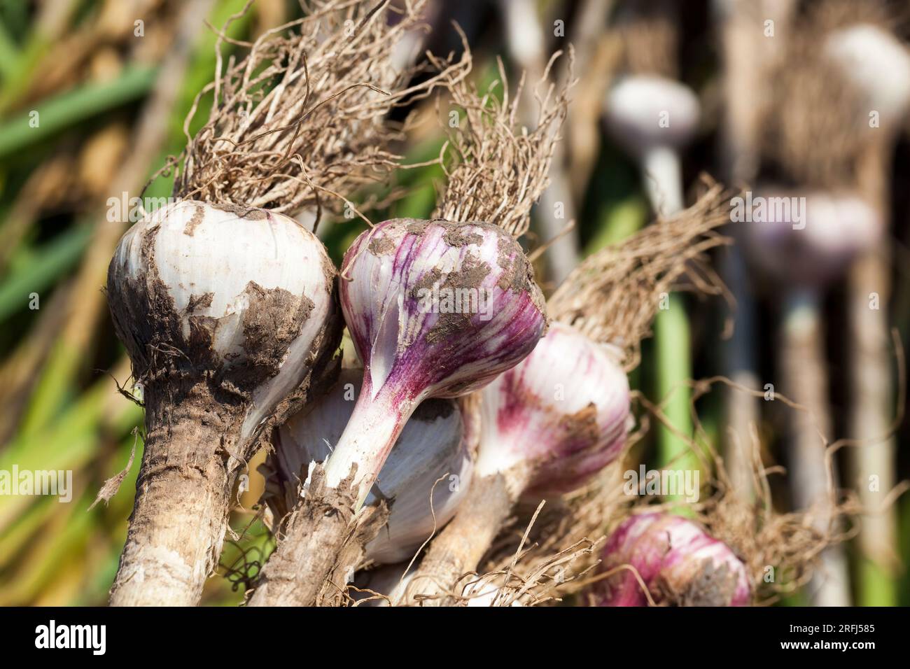 the garlic crop stacked on the territory of the field for drying the ...