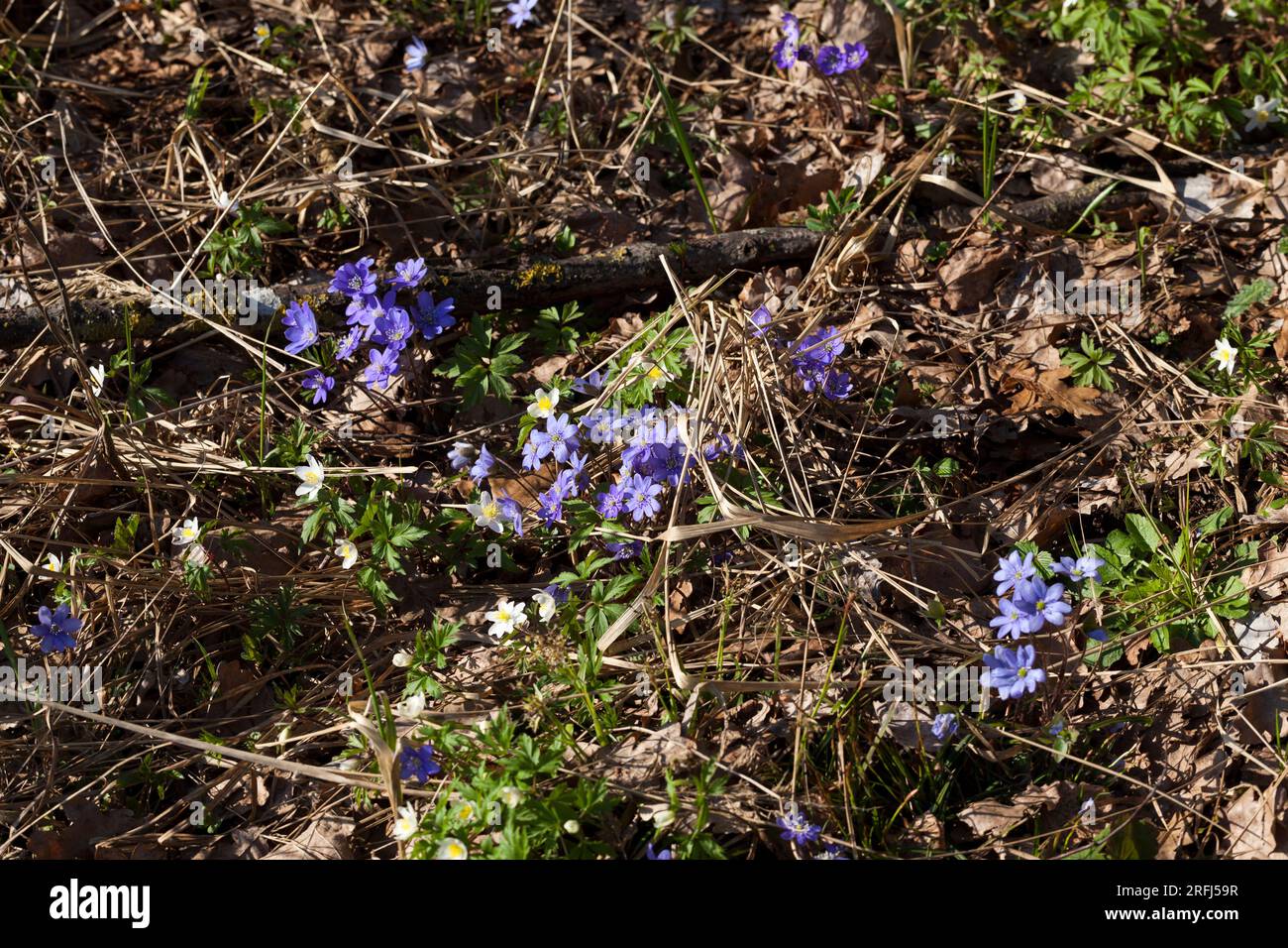 the first blue forest flowers in the spring season, forest plants in ...