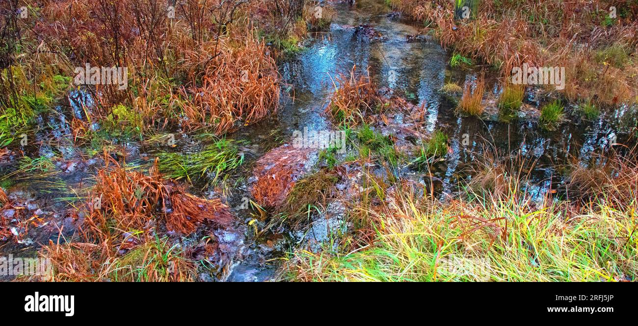 Rivulet Running through a Mountain Thicket Stock Photo - Alamy