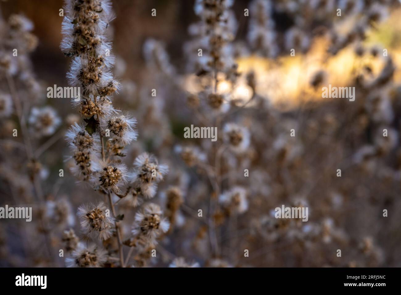 Dry Flowers With Fluff Along Trail In Big Bend National Park Stock ...