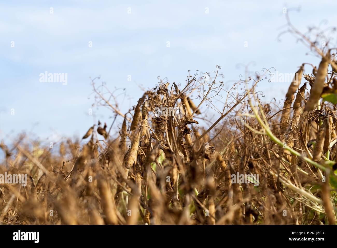the field with the pea crop is yellow, the pea plants are yellow and ...