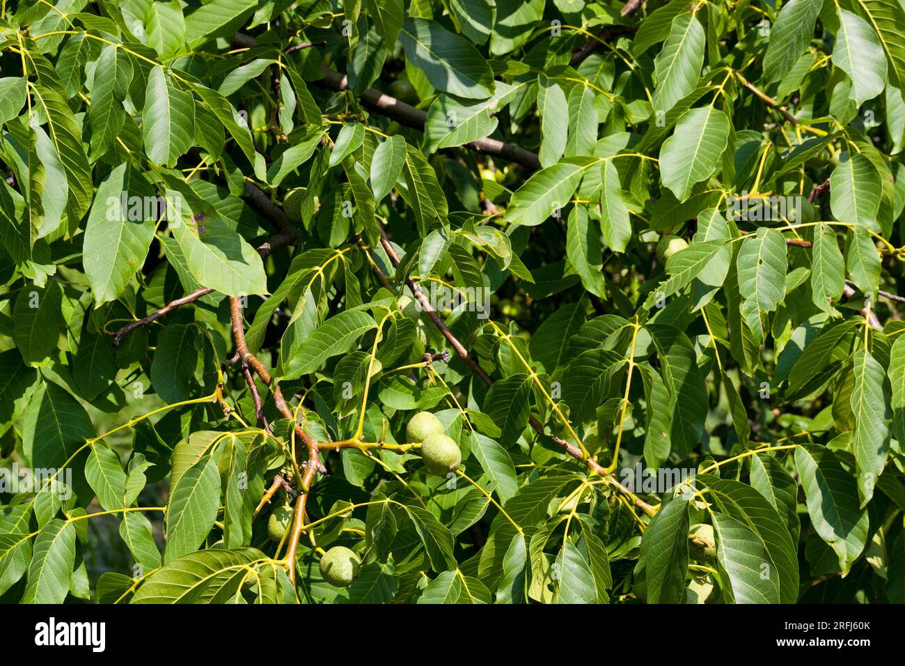 Walnut farming hi-res stock photography and images - Alamy