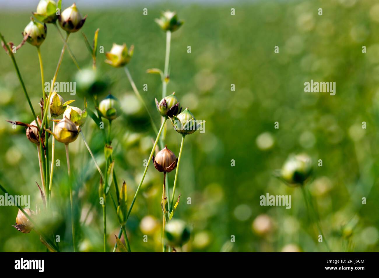 green flax ready for harvesting, an agricultural field where flax grows ...