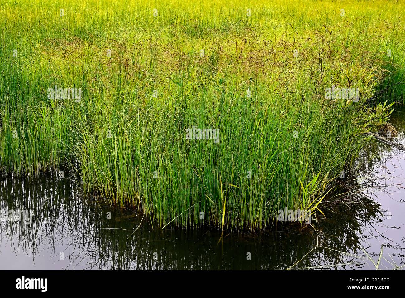A landscape image of wild grass growing in a wetland in rural Alberta ...