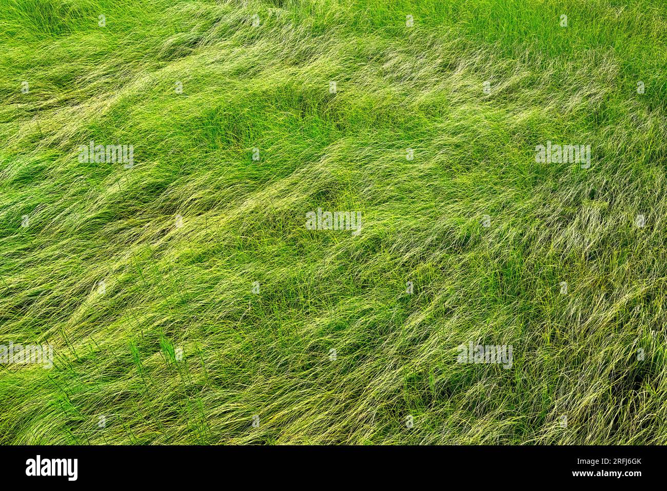 Wetland environment hi-res stock photography and images - Alamy
