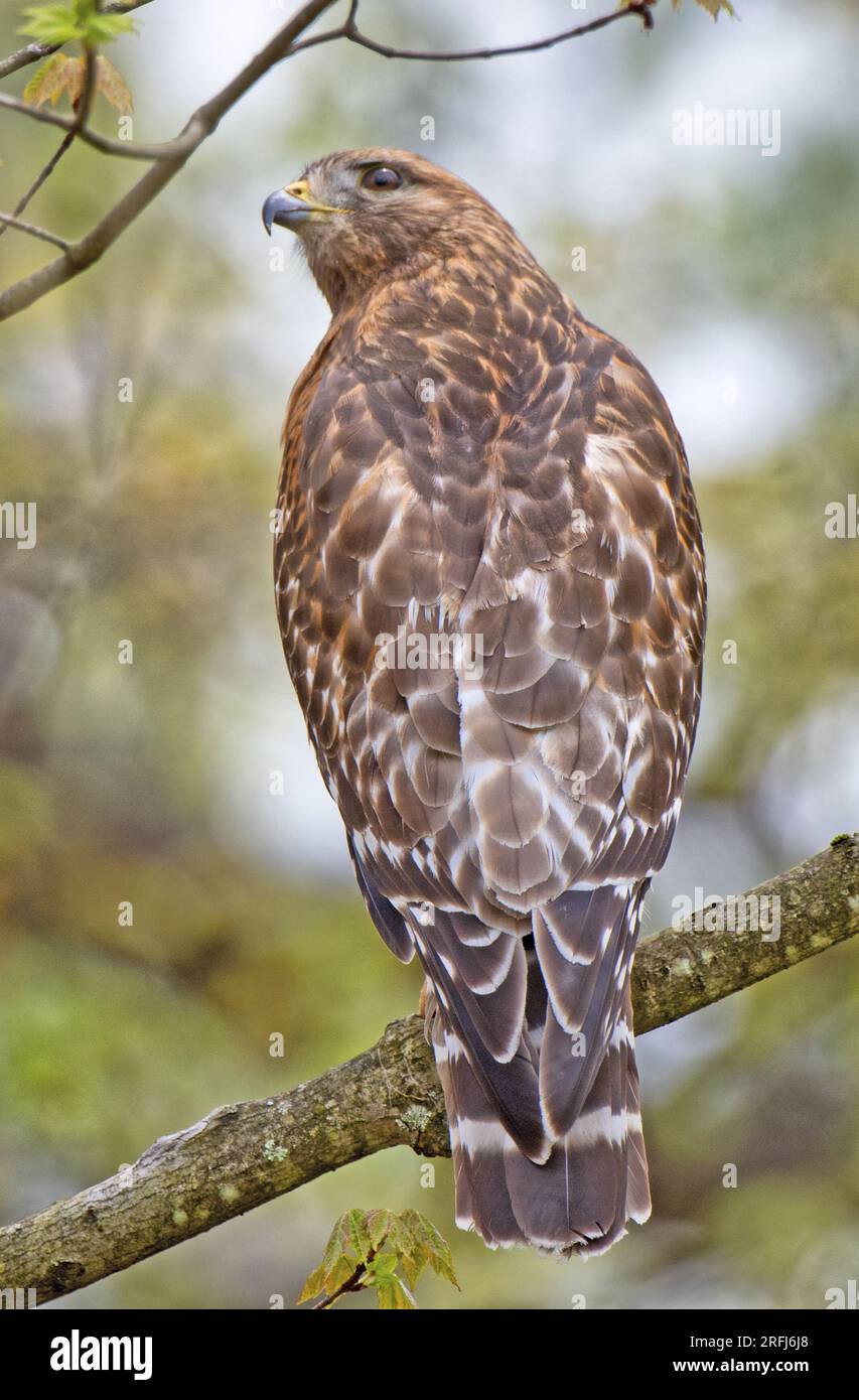 Smallest hawk hi-res stock photography and images - Alamy