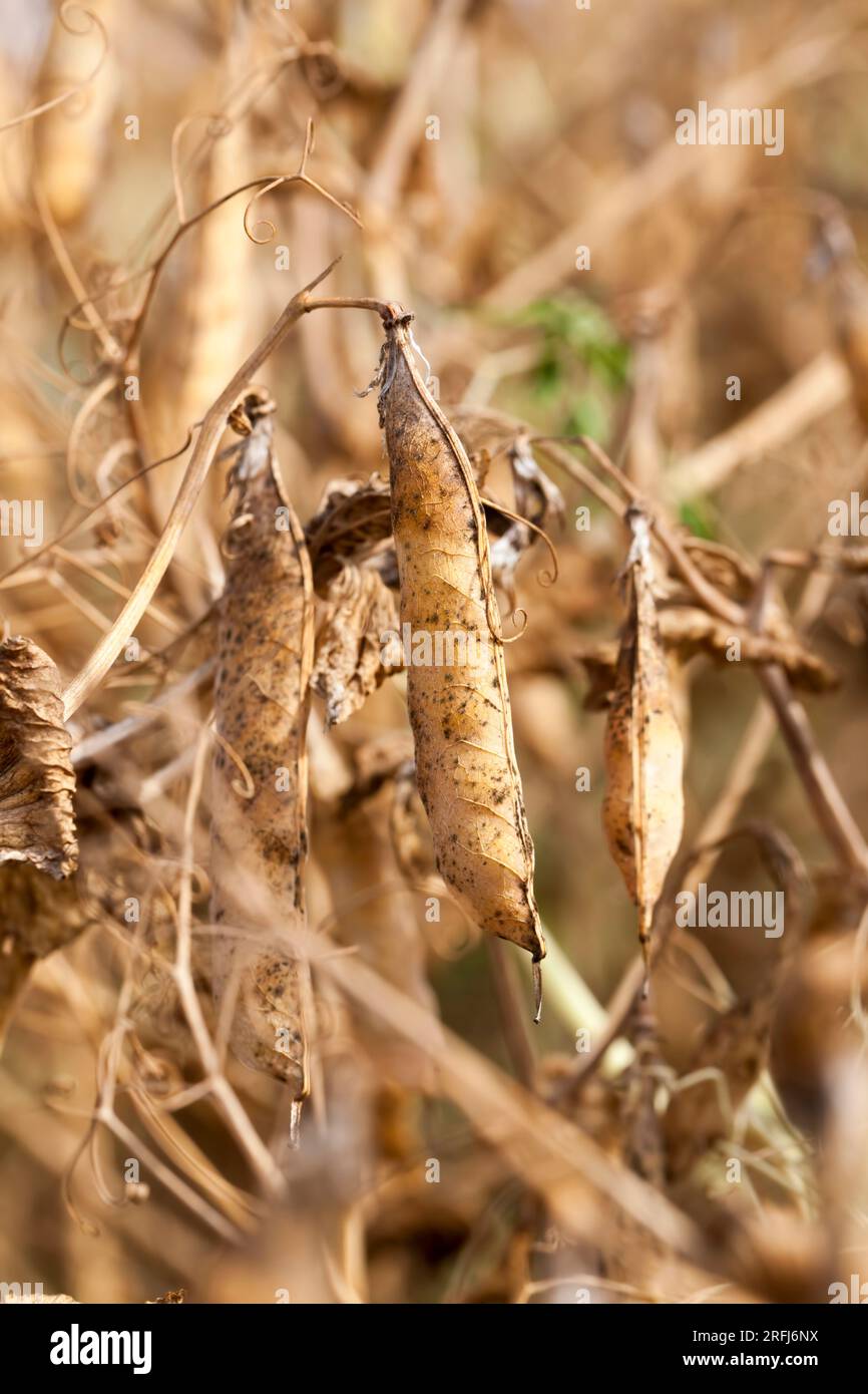 the pea plants are yellow and dried up and ready for harvesting, the ...