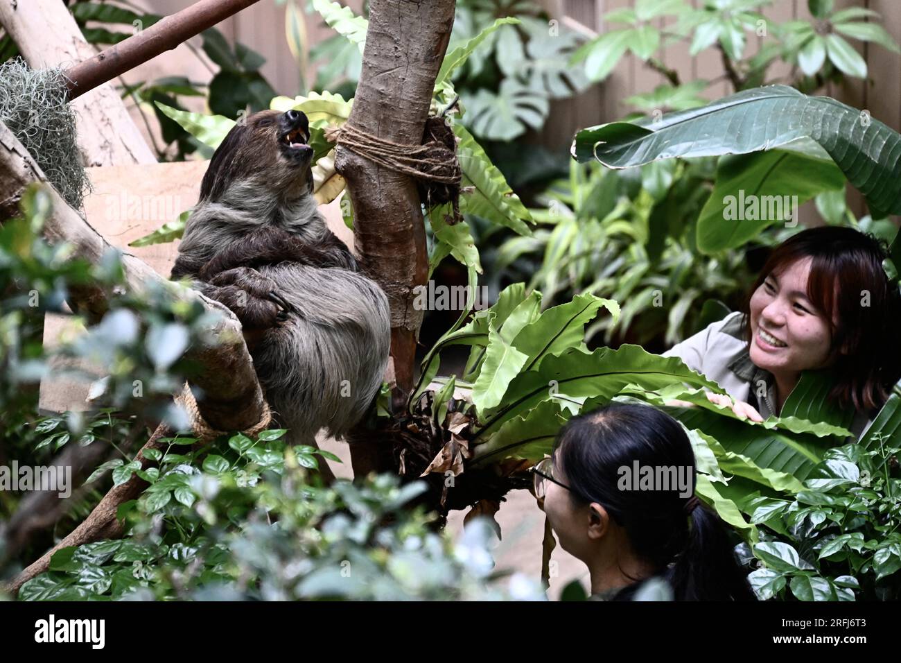 **CHINESE MAINLAND, HONG KONG, MACAU AND TAIWAN OUT** Two two-toed ...