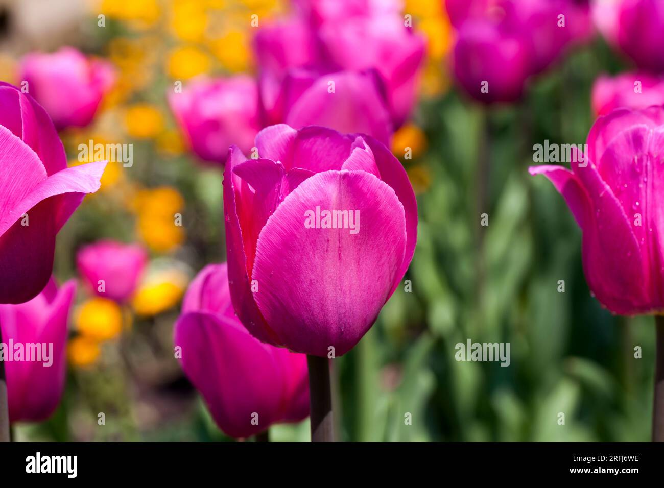 flowers in the spring season, flowers are grown for decoration and ...