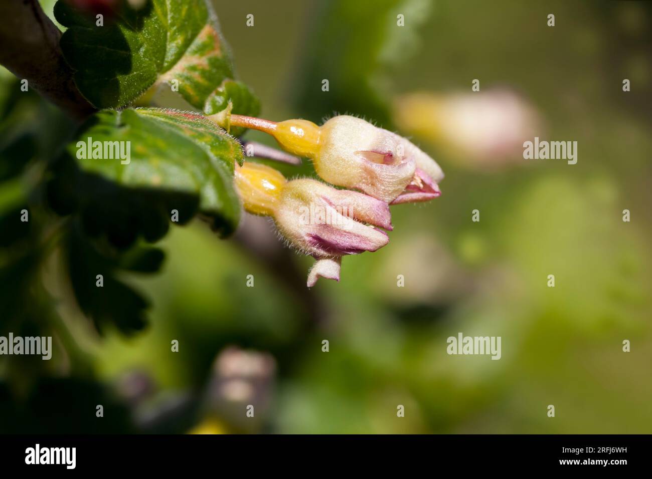 blooming gooseberries in the summer, beautiful unusual flowers ...