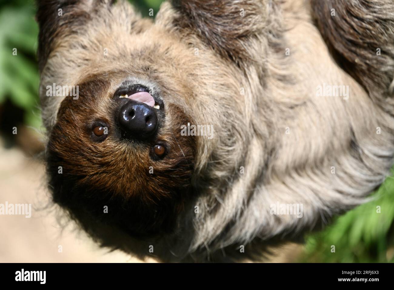 **CHINESE MAINLAND, HONG KONG, MACAU AND TAIWAN OUT** Two two-toed ...