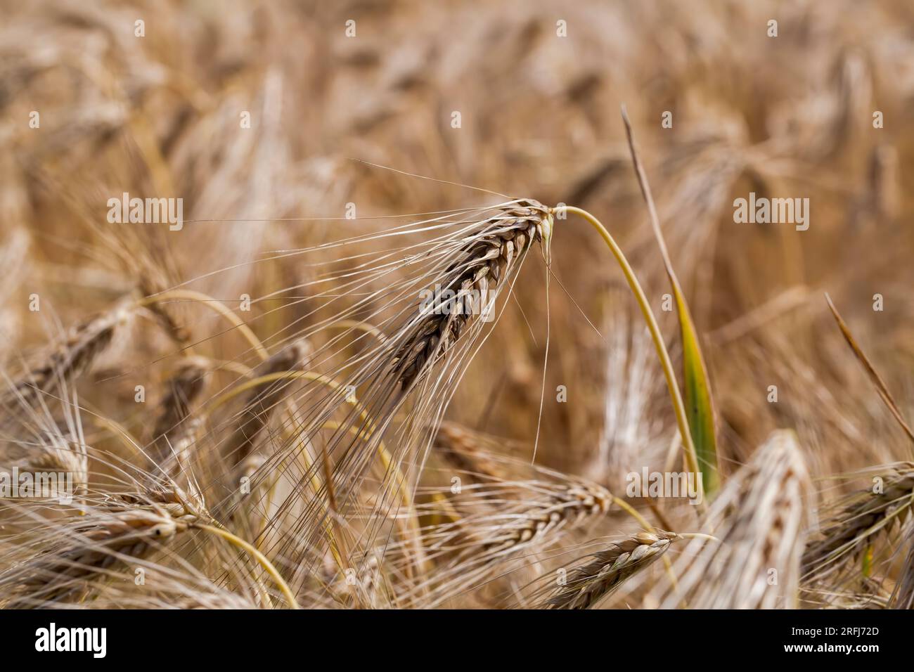 yellowed rye field about the time of maturation, the color change of ...