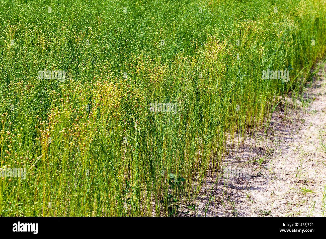 green flax ready for harvesting, an agricultural field where flax grows ...