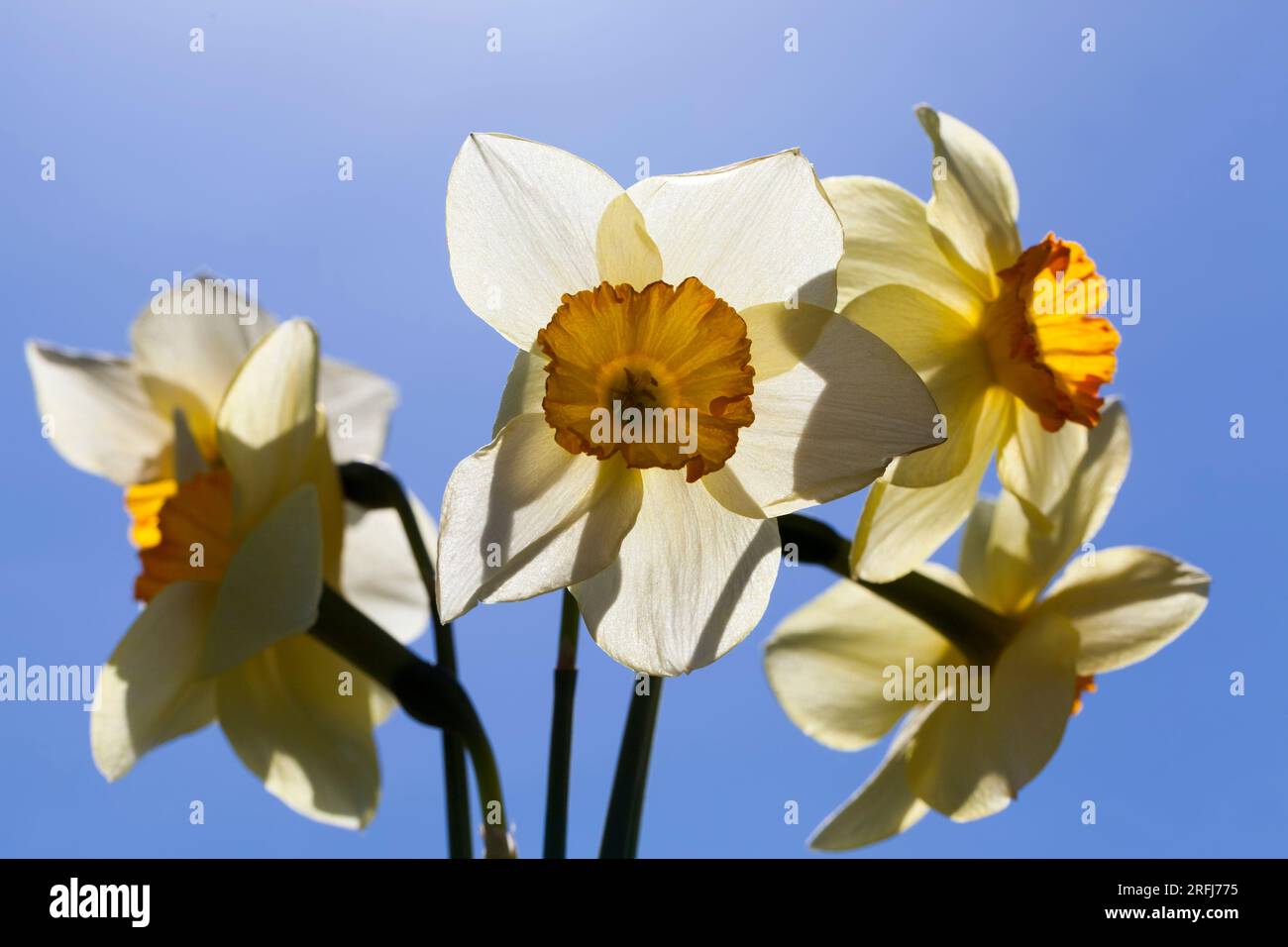 flowers in the spring season, flowers are grown for decoration and ...