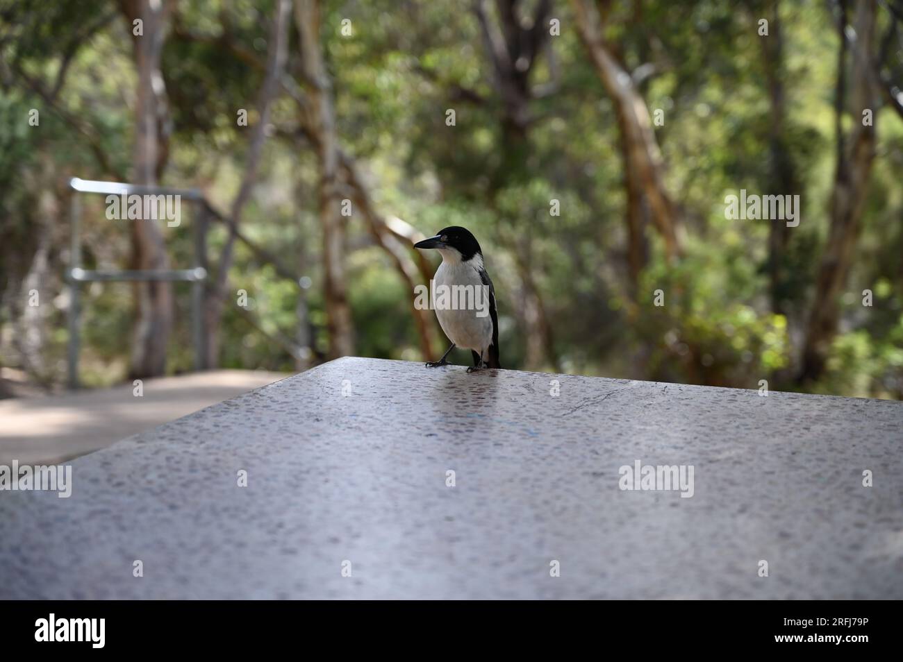 Grey Butcher Bird of Western Australia Stock Photo - Alamy