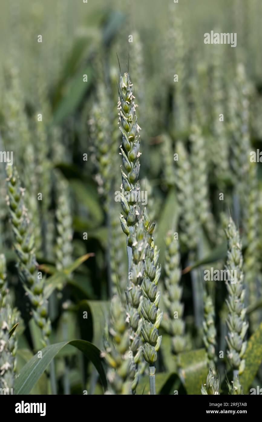 agricultural activity for growing rye, rye field with green immature ...