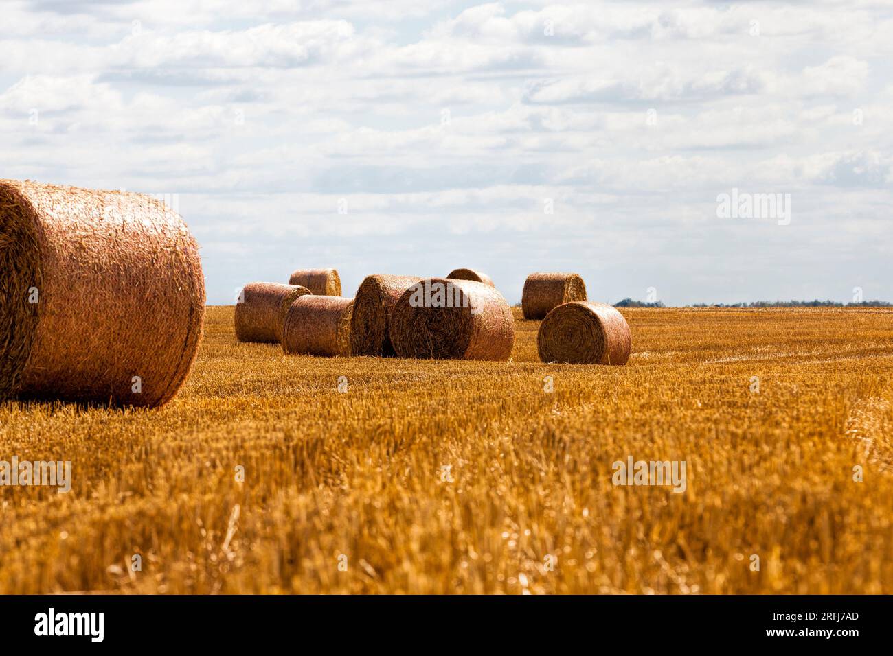 an agricultural field on which straw stacks lie after the wheat harvest ...