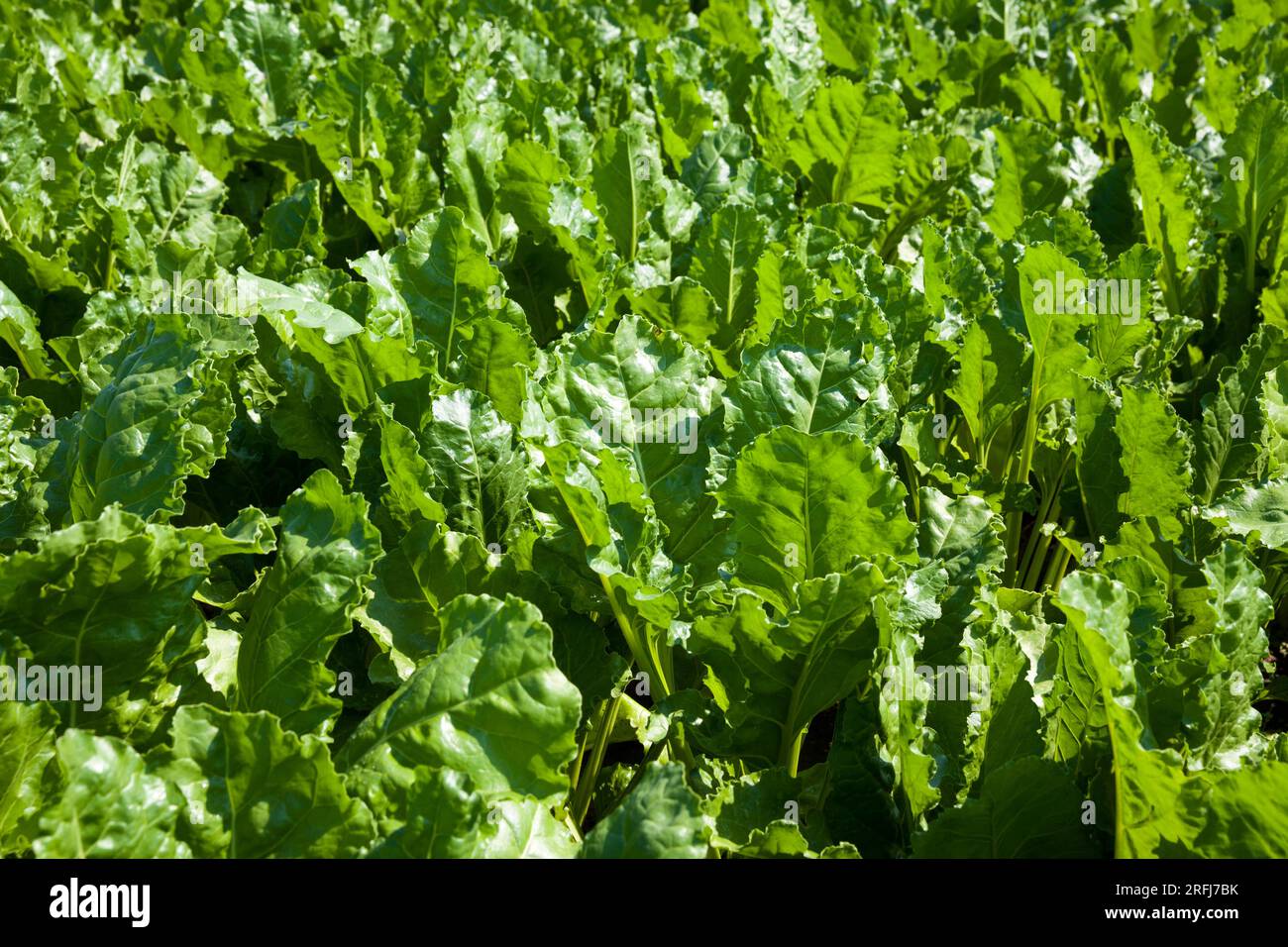 beet tops for sugar production, green parts of the sugar beet plant in ...