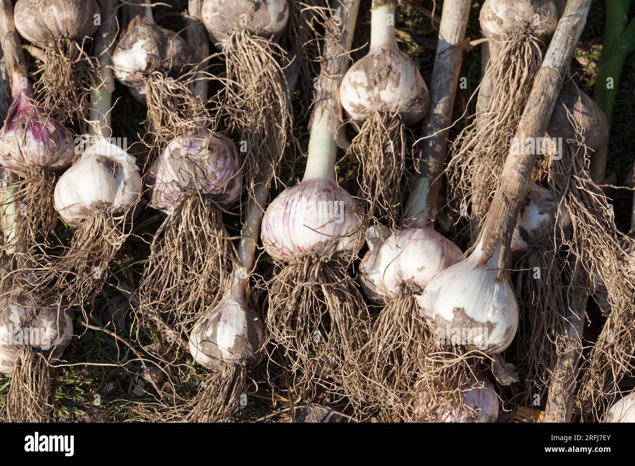 the harvested garlic crop in agriculture, the garlic crop stacked on ...
