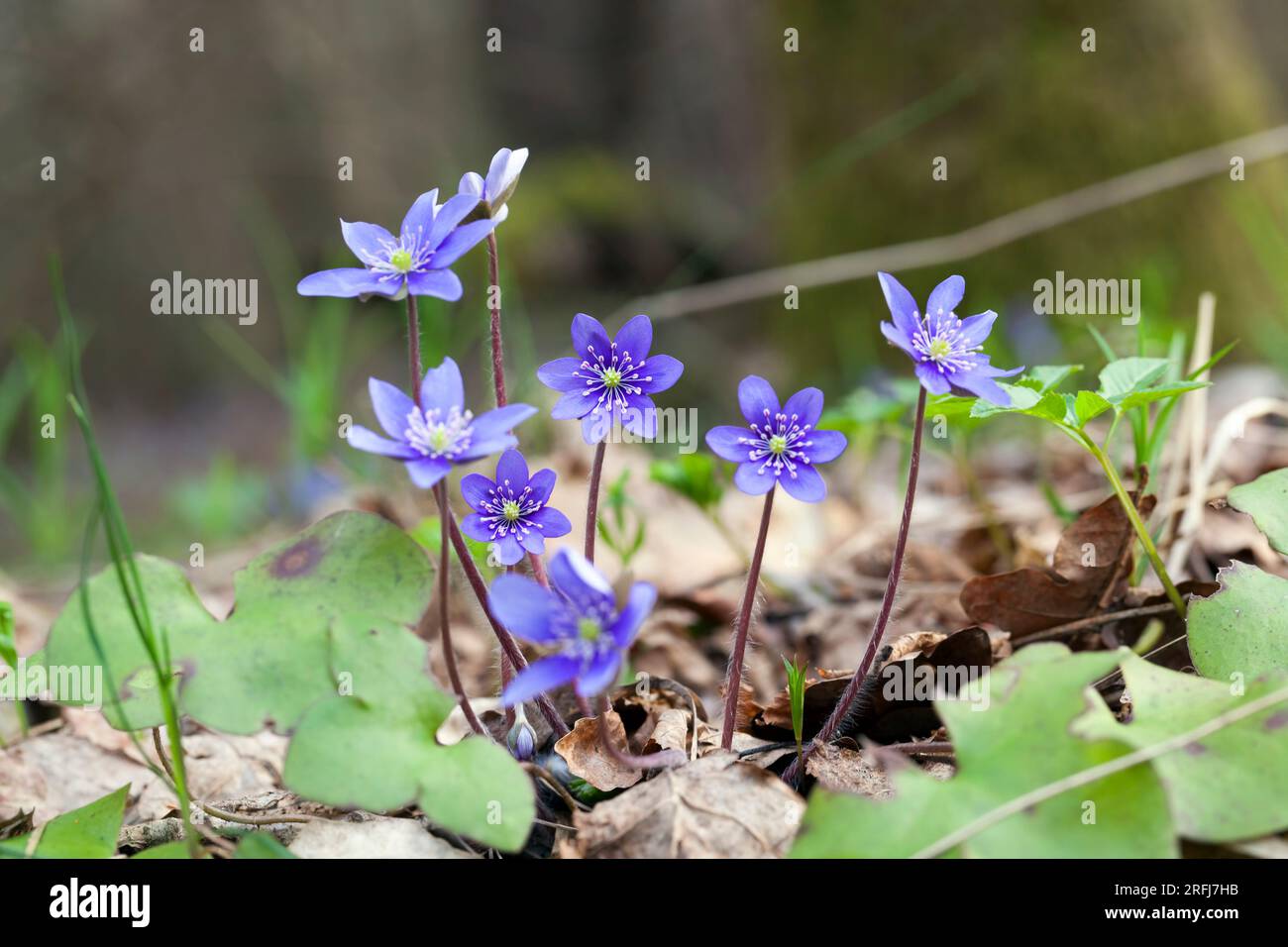 forest plants in the spring in the forest, the first blue forest ...