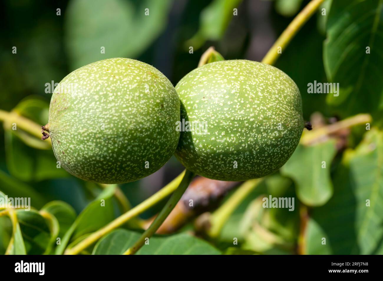 a tree with green walnuts in walnut farming, green unripe walnuts in ...