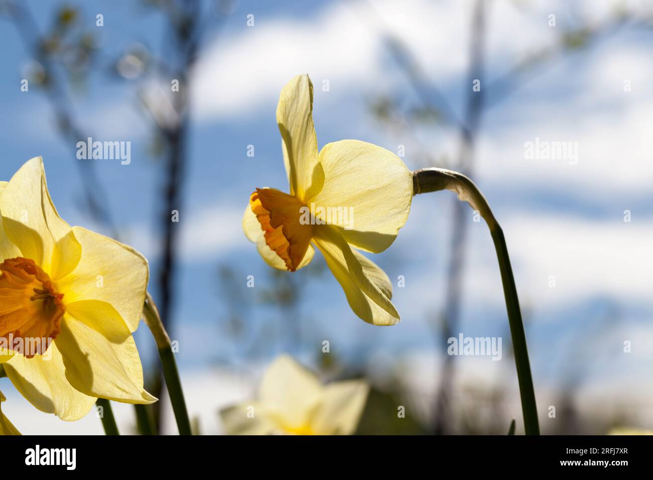 yellow flowers of daffodils during flowering, beautiful blooming ...