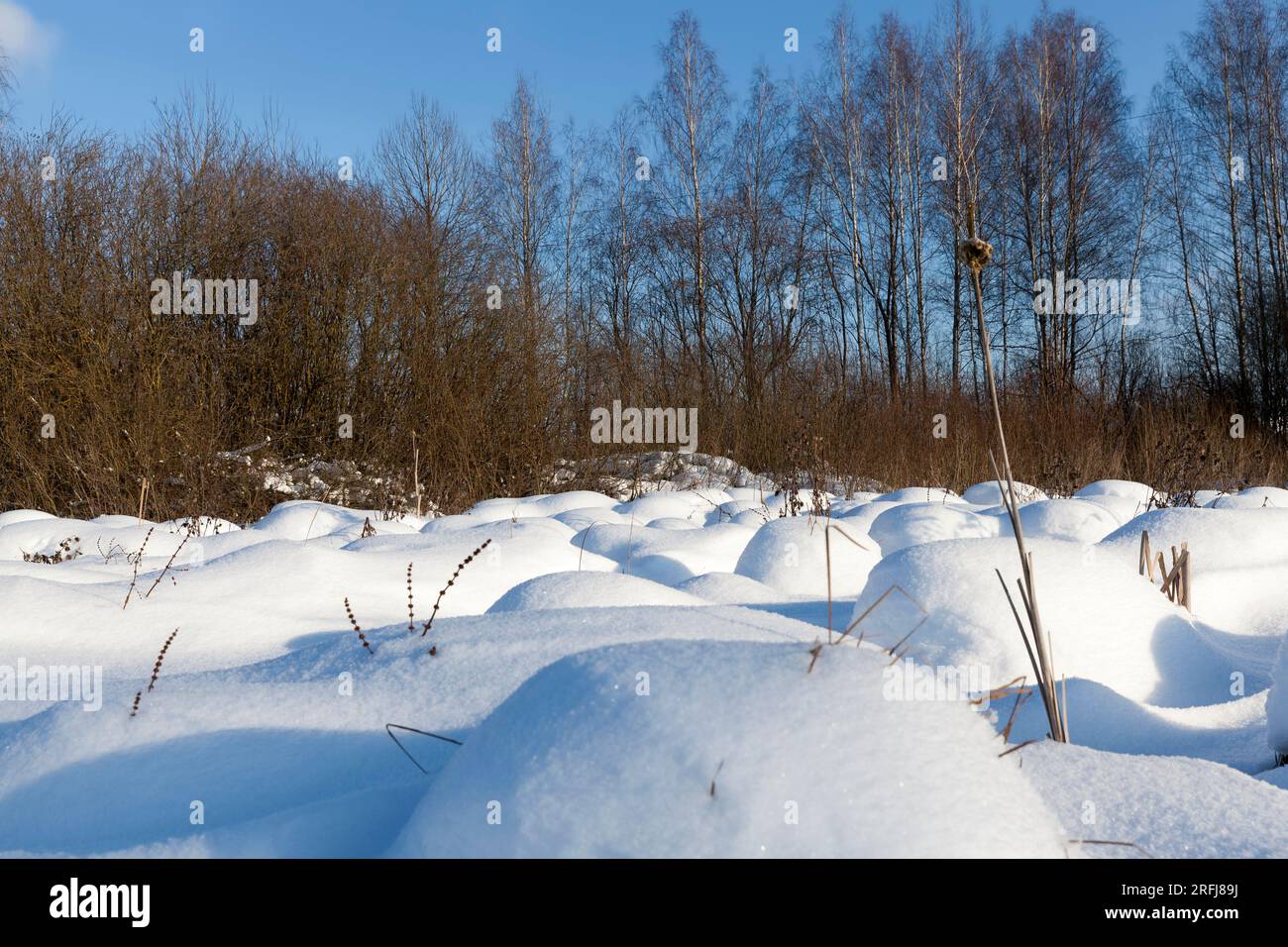 snow in winter frozen and cold, nature after snowfall and blizzards ...