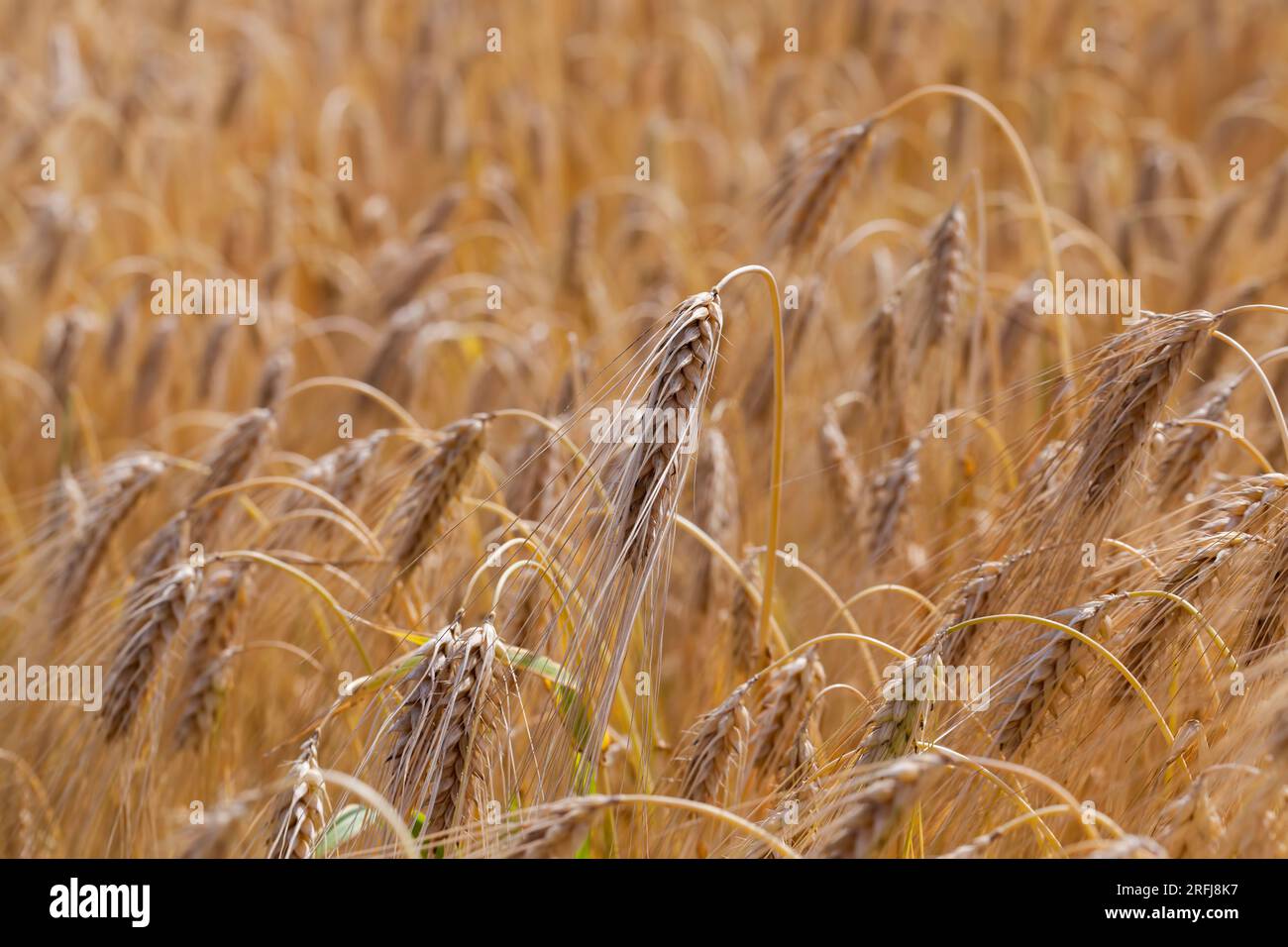 the color change of cereal rye to yellow orange during maturation ...