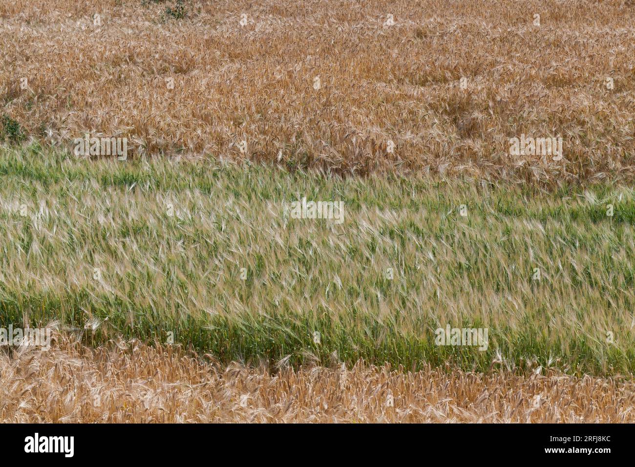 the color change of cereal rye to yellow orange during maturation ...