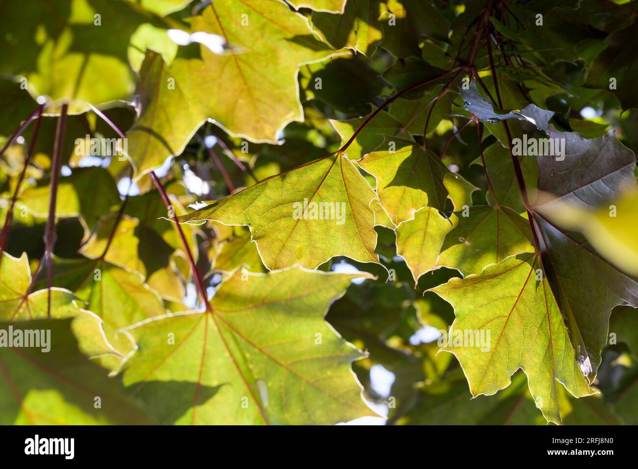 maple tree growing in nature, maples in the summer with foliage on the ...