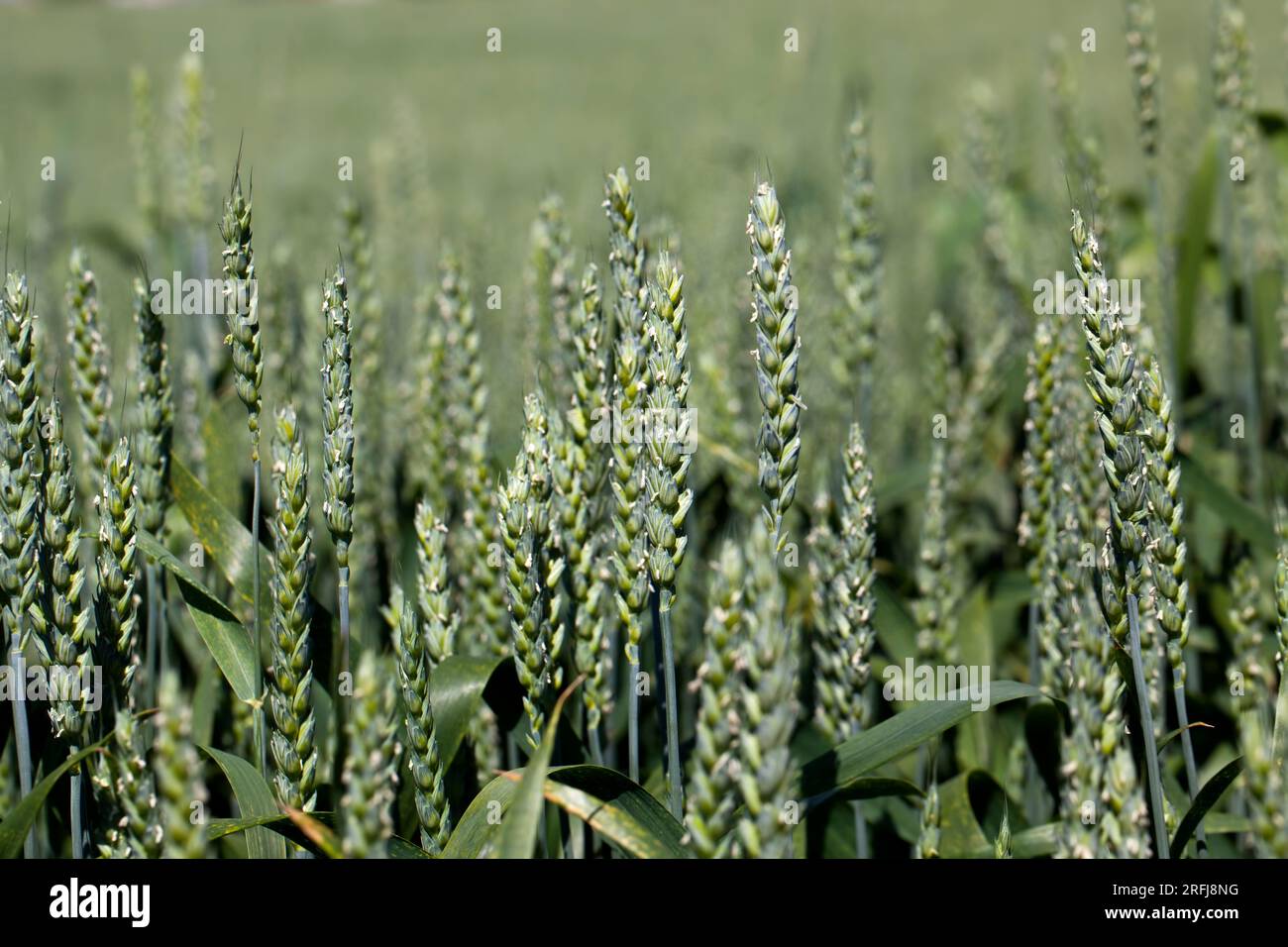 agricultural activity for growing rye, rye field with green immature ...