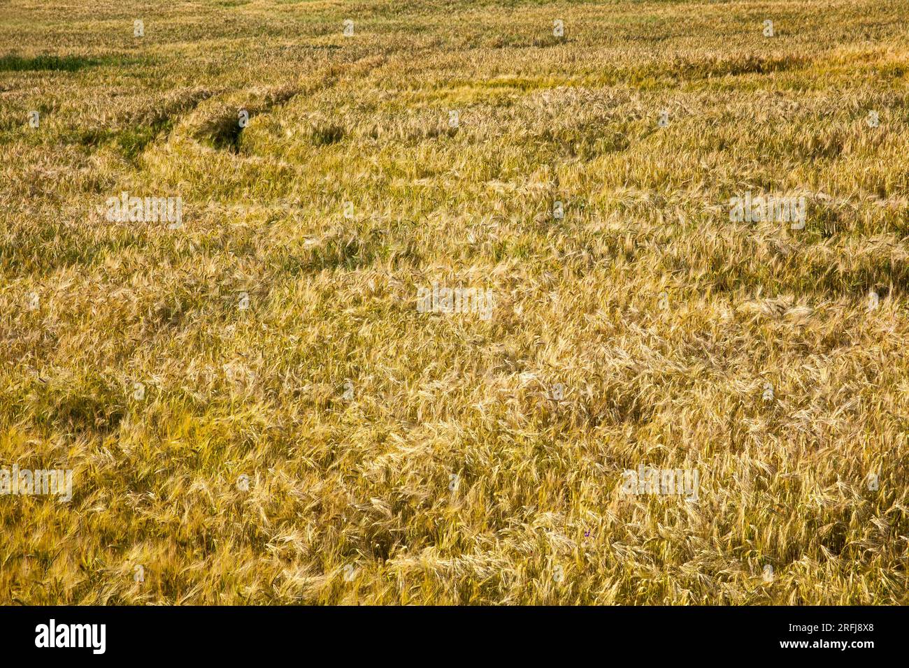 yellow ripe rye in an agricultural field, rye changes color from green ...