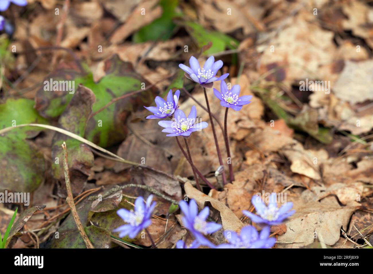 forest plants in the spring in the forest, the first blue forest ...