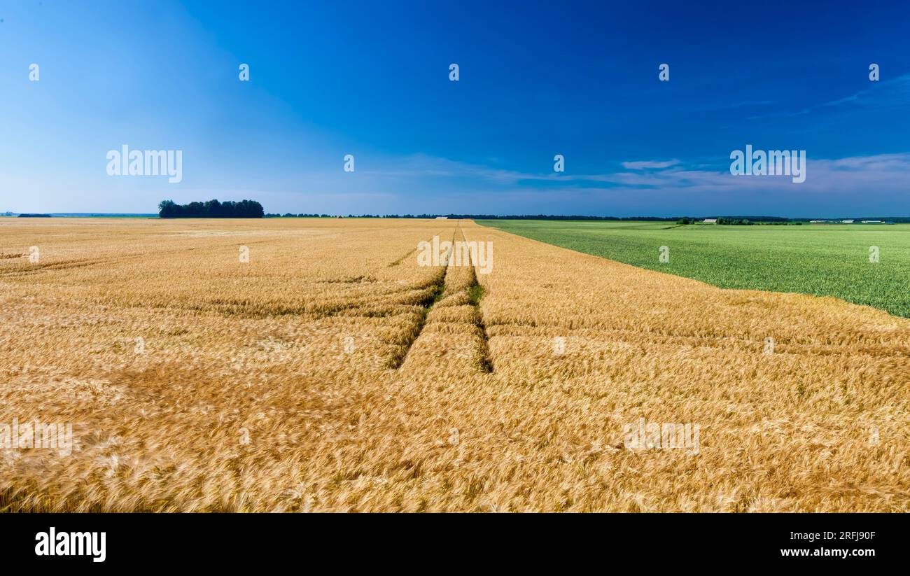 green wheat and yellow rye fields growing side by side, cereals of ...