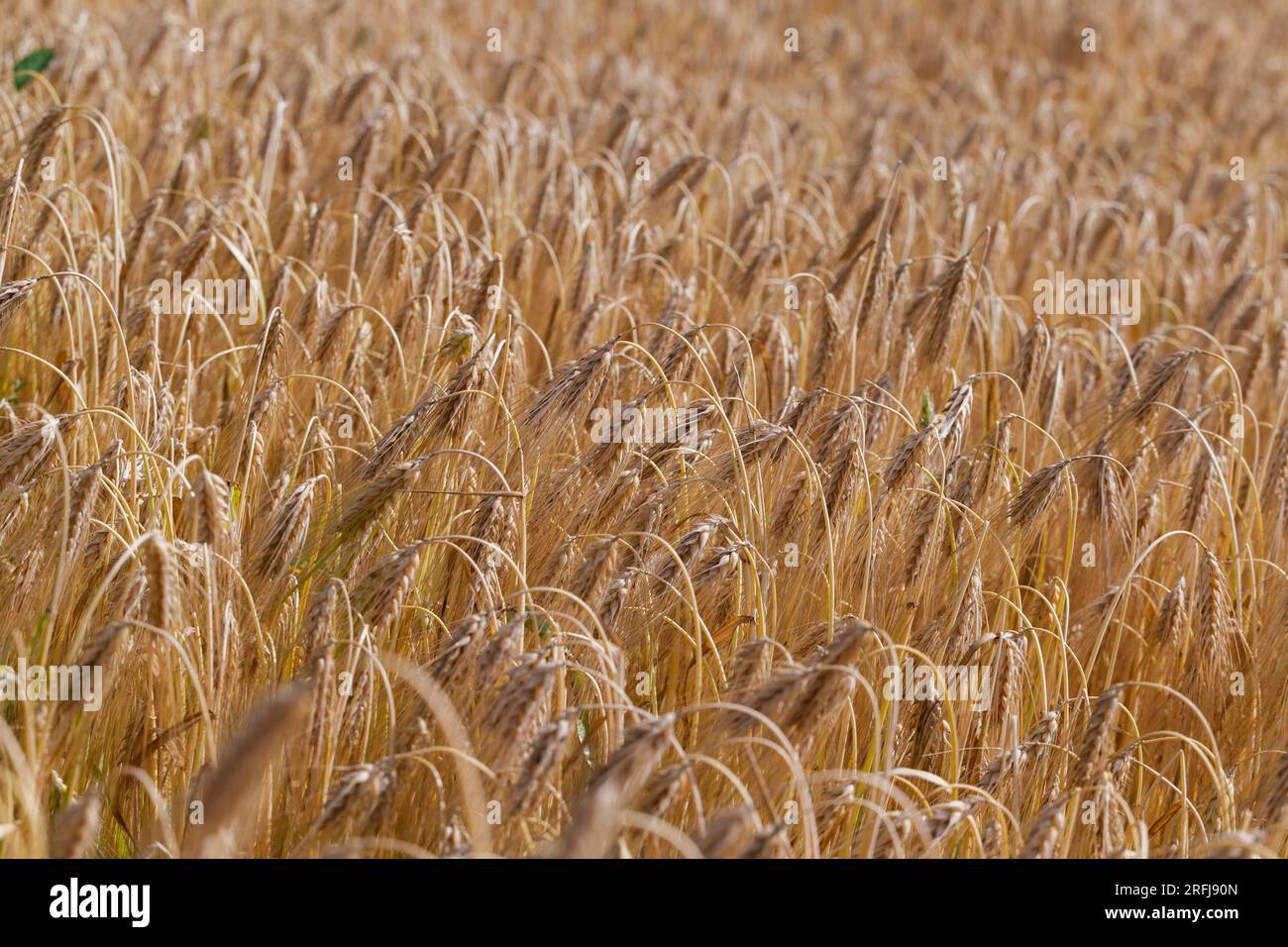 yellowed rye field about the time of maturation, the color change of ...