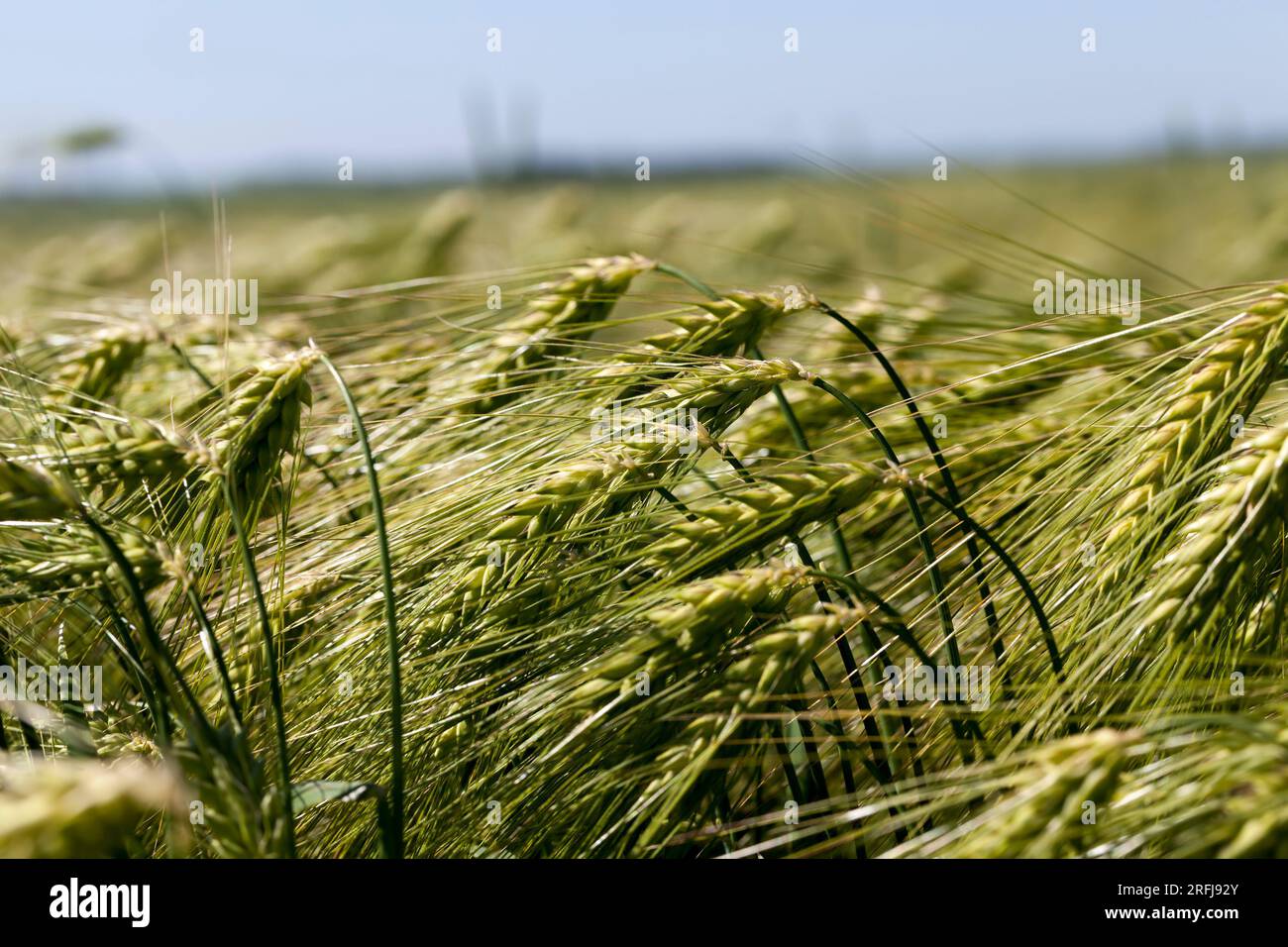 summer season rye plants against the blue sky, rye field with green ...
